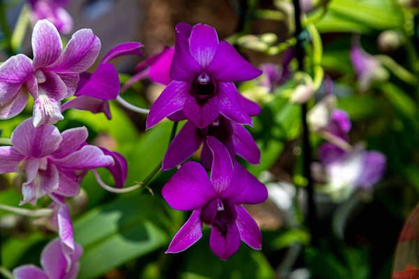 Um espanto! Botânicos anunciam descoberta da “orquídea mais feia do ...