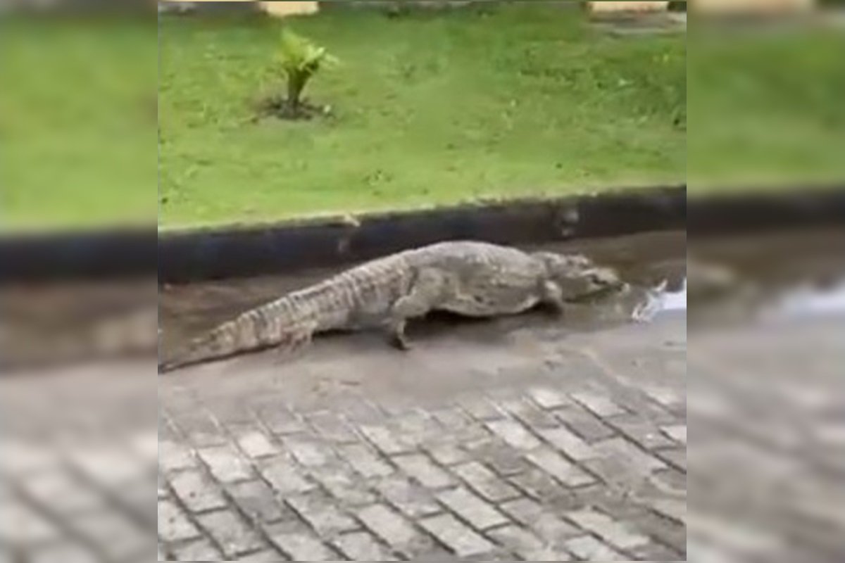 Jacaré é flagrado em rua de Florianópolis e vídeo viraliza | Metrópoles