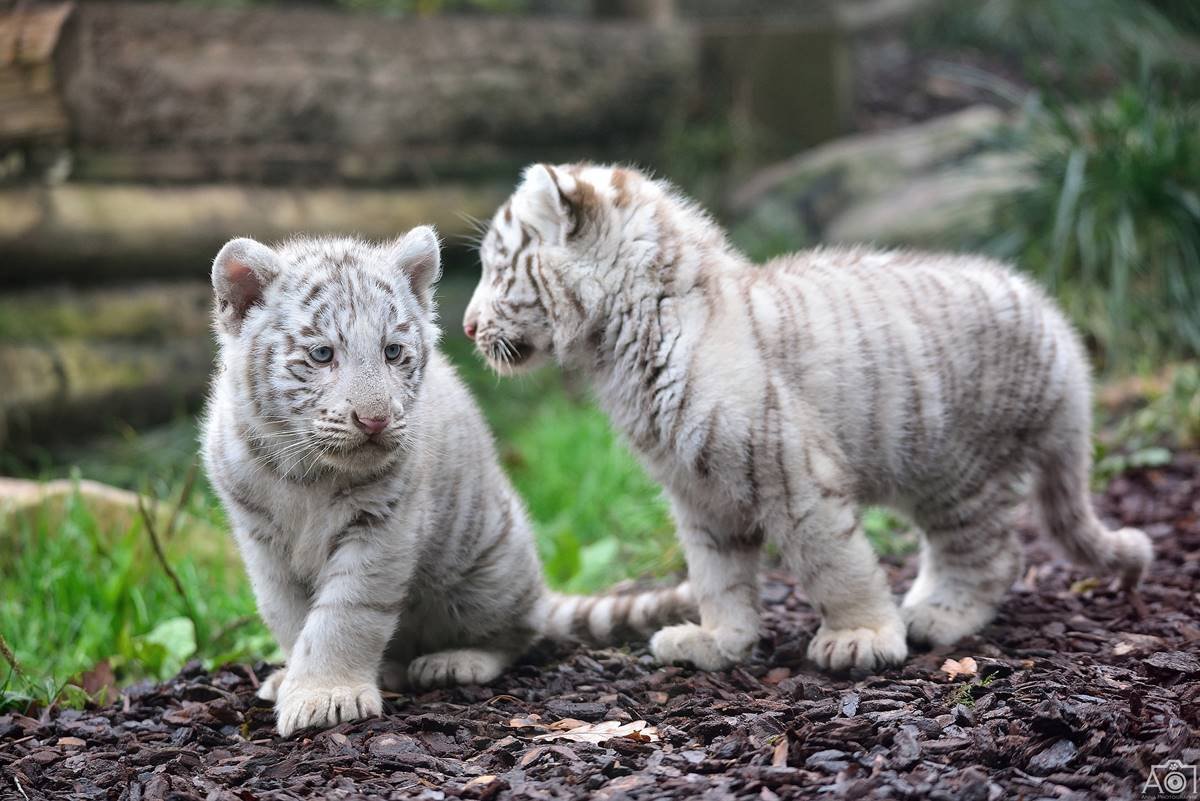 Dois filhotes de tigre branco morrem de Covid-19, diz zoológico ...