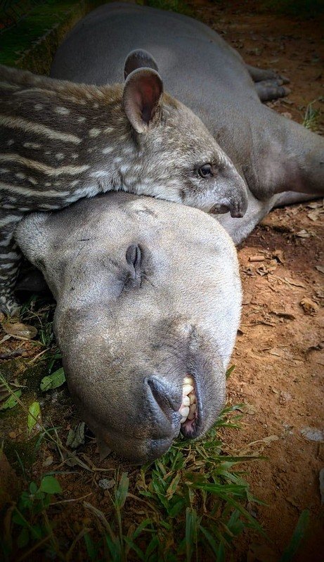 Após votação nas redes sociais, bebê anta do Zoo é nomeado “Pepino ...