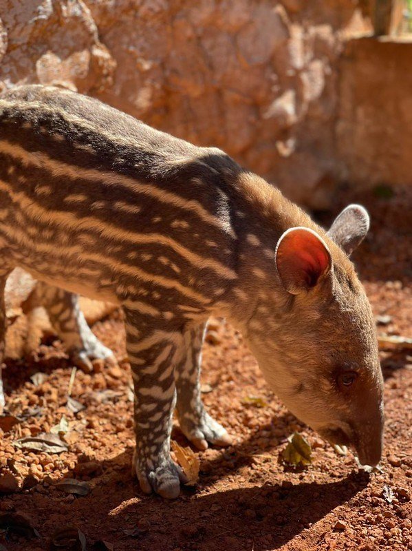 Após votação nas redes sociais, bebê anta do Zoo é nomeado “Pepino ...