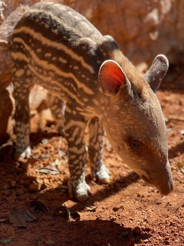 Após votação nas redes sociais, bebê anta do Zoo é nomeado “Pepino ...