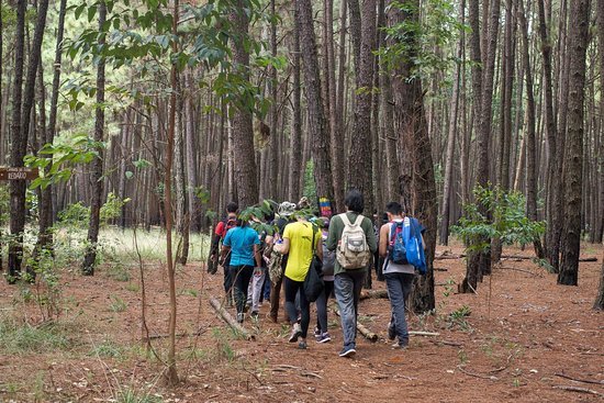 Associação posiciona-se contra proposta que reduz a Floresta Nacional ...