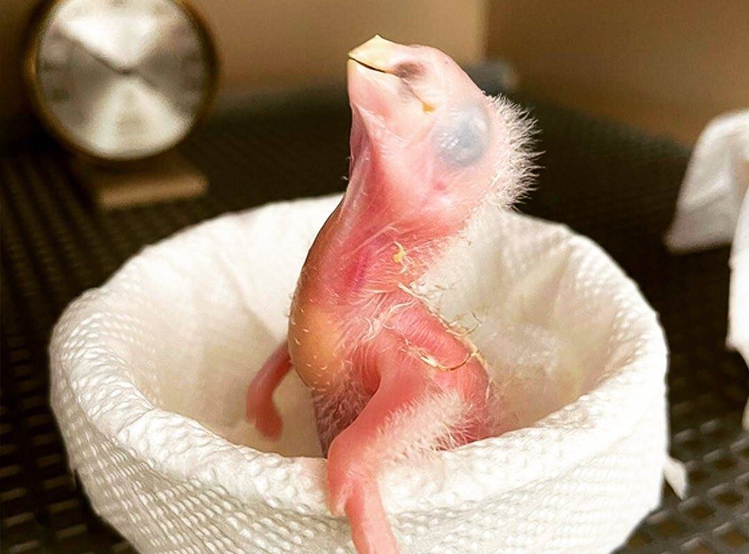 Primeiros filhotes de ararinha-azul nascem na Caatinga após 30 anos ...