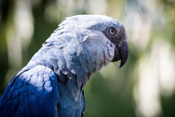 Primeiros filhotes de ararinha-azul nascem na Caatinga após 30 anos ...