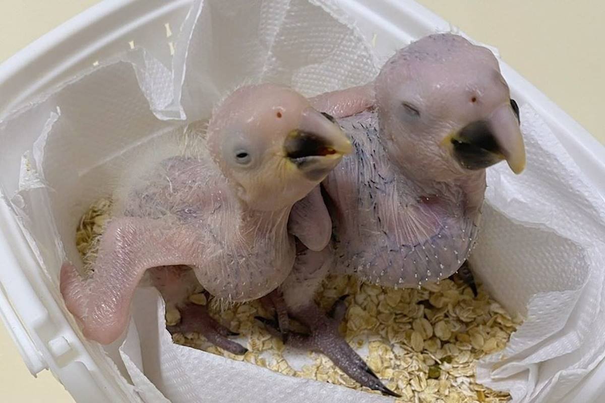 Mais dois filhotes de ararinha-azul nascem na Caatinga baiana | Metrópoles