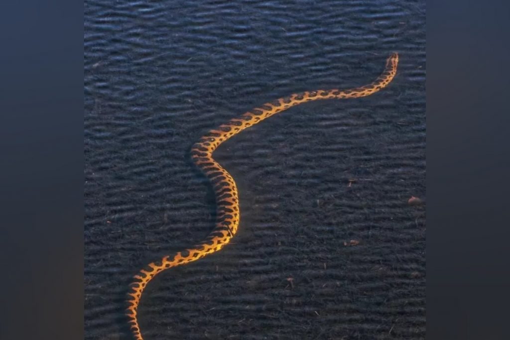 Brasil abriga 3 das 4 espécies de sucuri existentes no mundo | Metrópoles