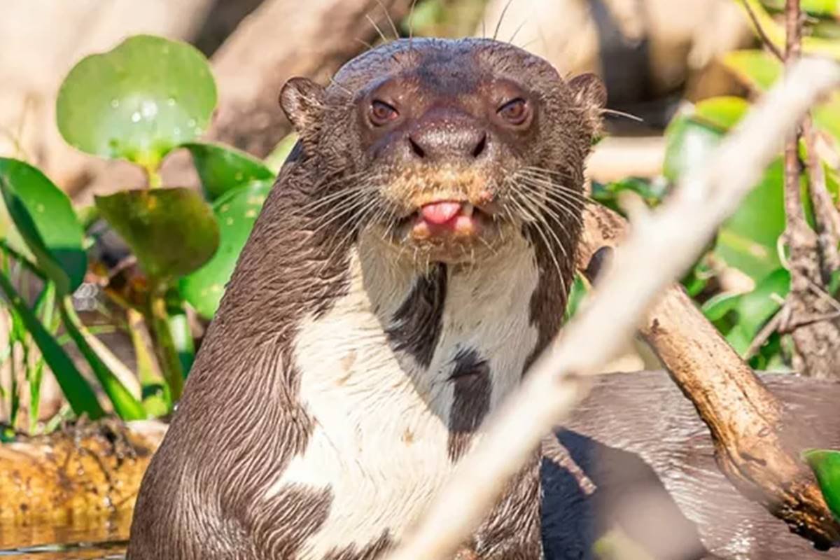 Ariranha faz cara de “deboche” e mostra língua para guia de turismo em ...