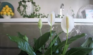 Xô, inveja! 8 plantas para afastar o mau-olhado | Metrópoles