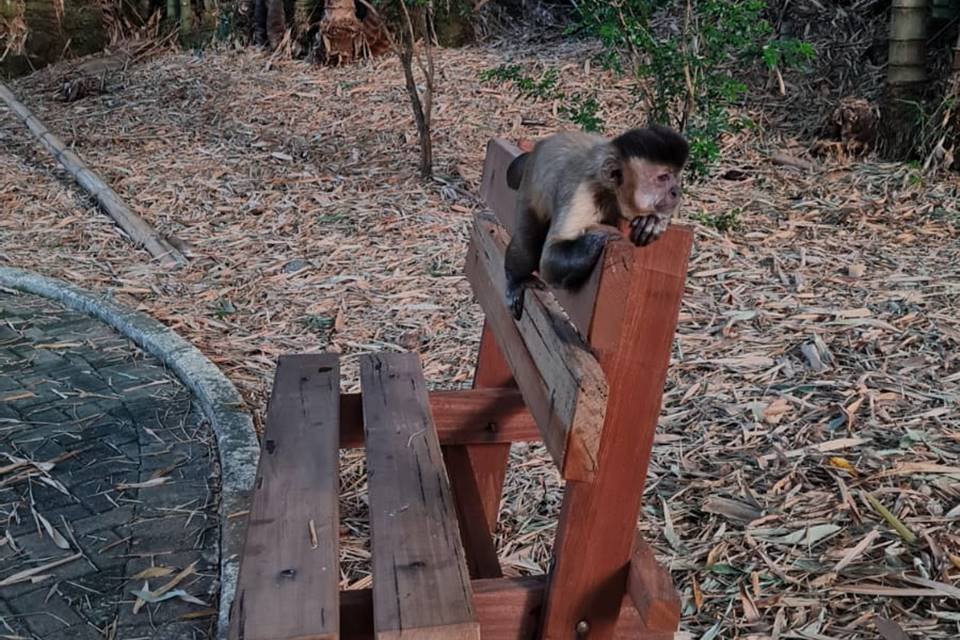 Criança de 3 anos leva mordida de macaco em parque de Goiânia | Metrópoles