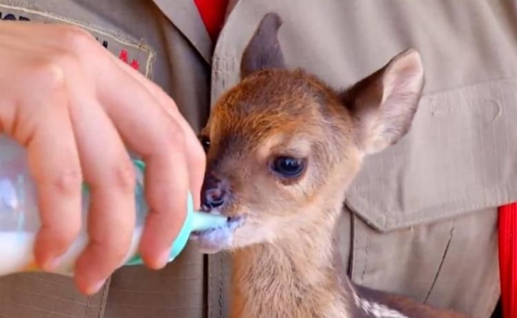 Filhotinho de veado-campeiro perdido é resgatado em Goiás | Metrópoles