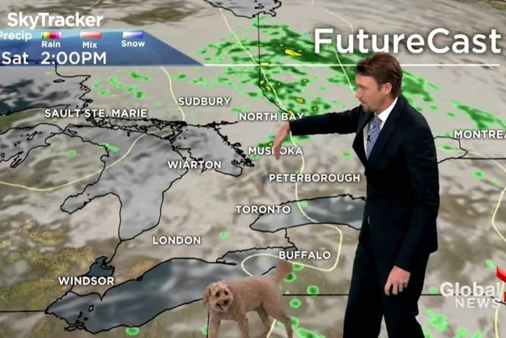 Cachorro viraliza após invadir previsão do tempo ao vivo na TV | Metrópoles