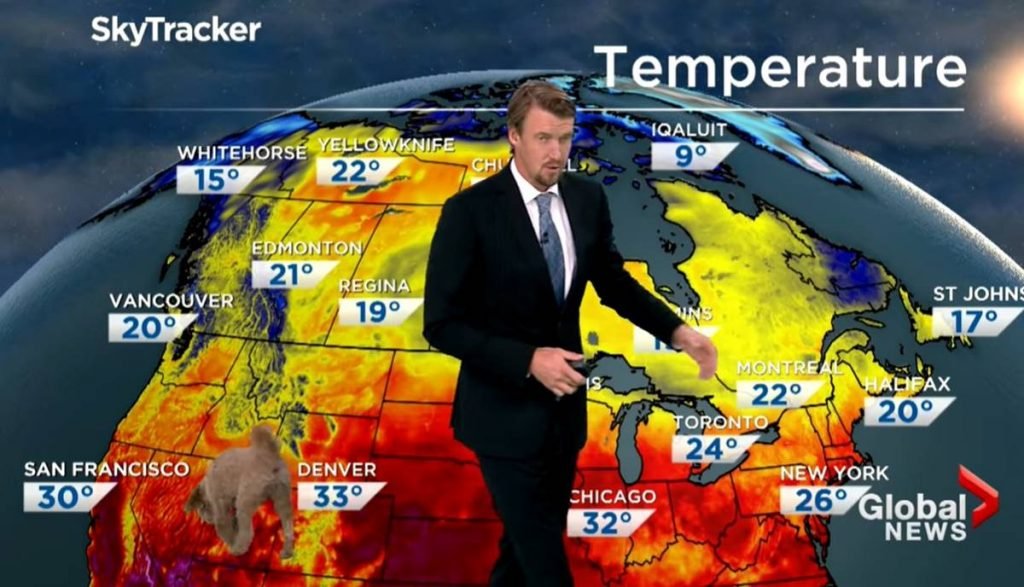 Cachorro viraliza após invadir previsão do tempo ao vivo na TV | Metrópoles