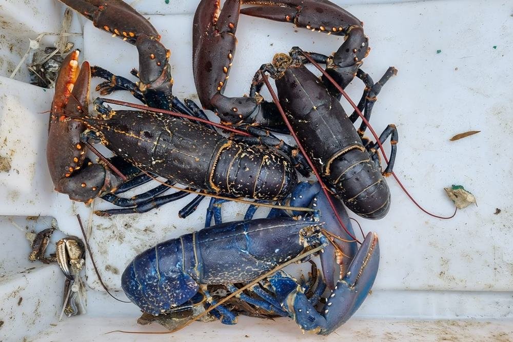 Pescador encontra rara lagosta azul na Escócia. Veja fotos | Metrópoles