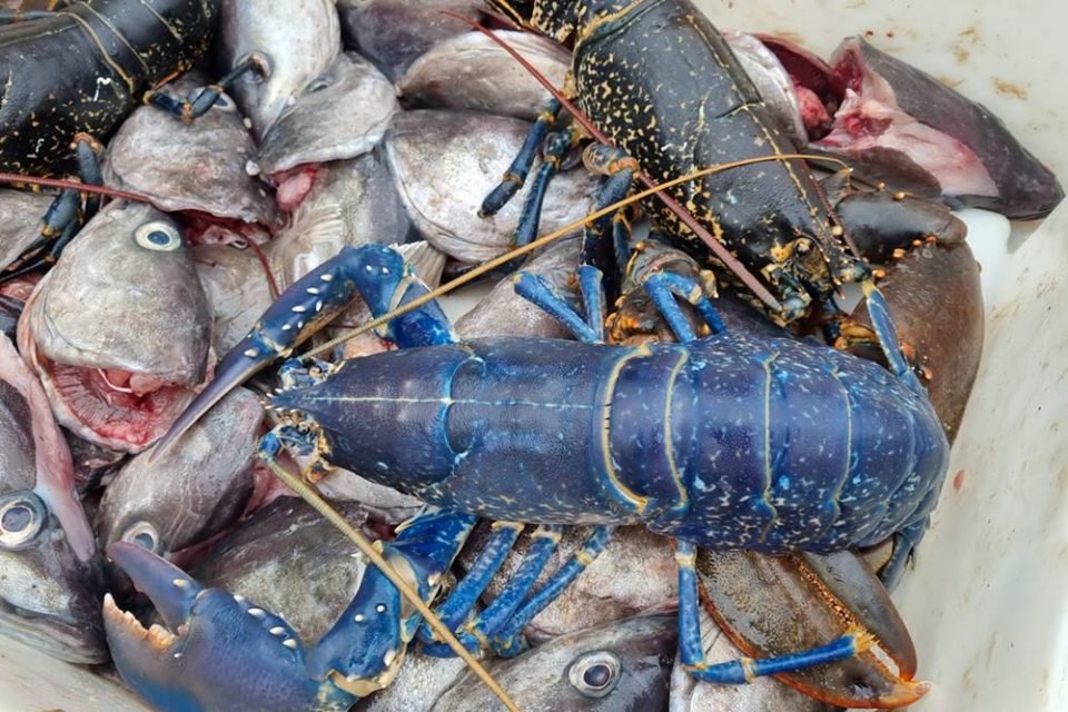 Pescador encontra rara lagosta azul na Escócia. Veja fotos | Metrópoles