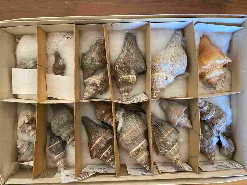 Coleção de pai e filho: Nando Reis doa 800 conchas a Museu Nacional ...