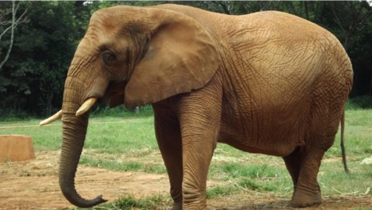 Elefante Beré, de espécie ameaçada de extinção, morre no zoológico de ...
