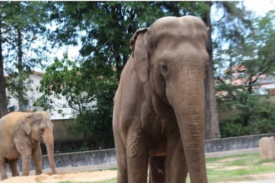 Conheça a luta para levar o elefante Sandro a santuário de animais