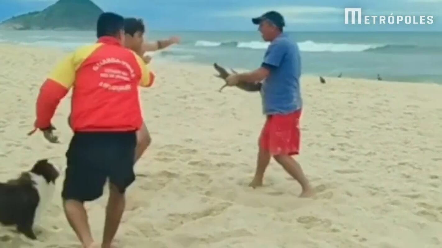 Jacaré causa briga entre banhistas em praia do Rio. Veja vídeo | Metrópoles
