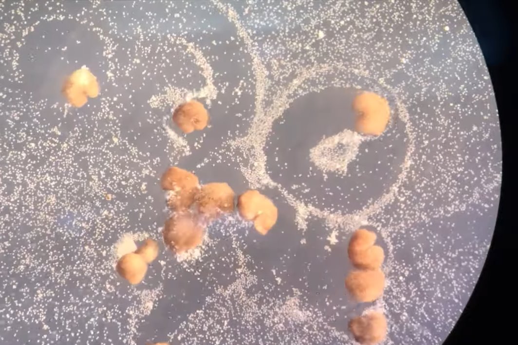 Xenobots: cientistas desenvolvem robôs que se reproduzem sozinhos ...