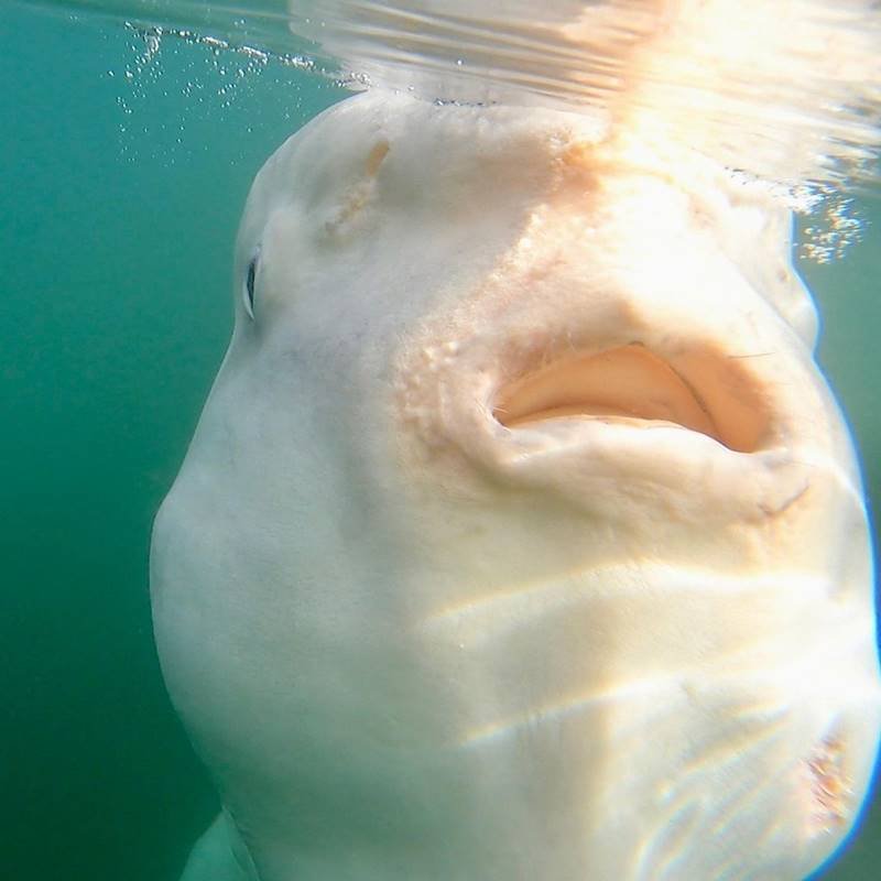 Remadores encontram peixe-lua gigante nos EUA. Vídeos impressionam ...