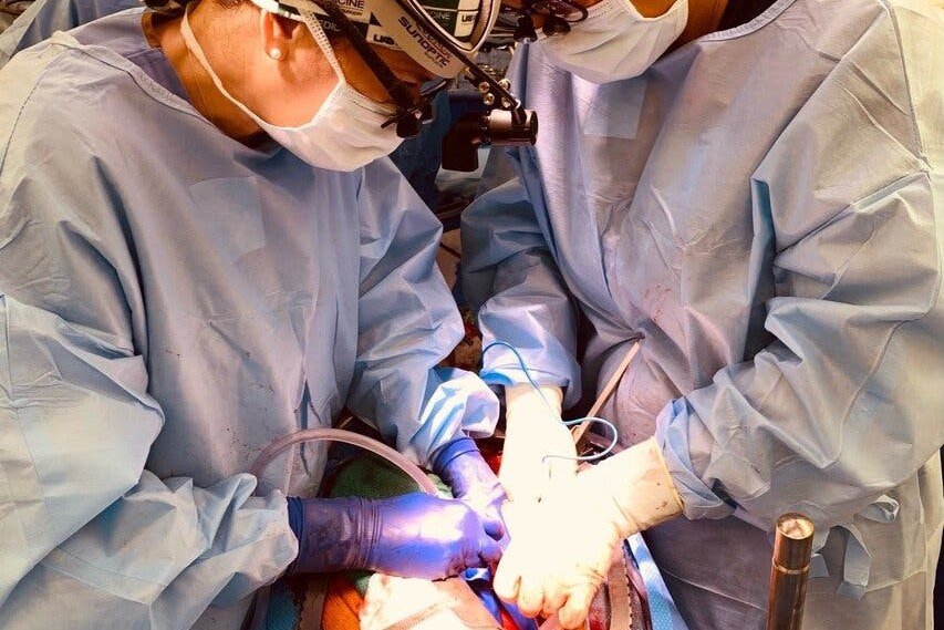Médicos fazem 1º transplante de rins de porco para o corpo humano ...