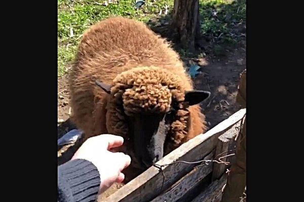 Carneiro pula pela casa ao ouvir seu nome e vídeo viraliza. Assista! | Metrópoles
