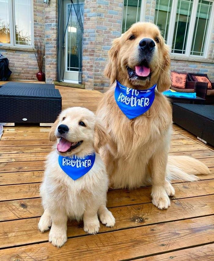 Vídeo: filhote conquista cachorro mais velho ao precisar de ajuda ...