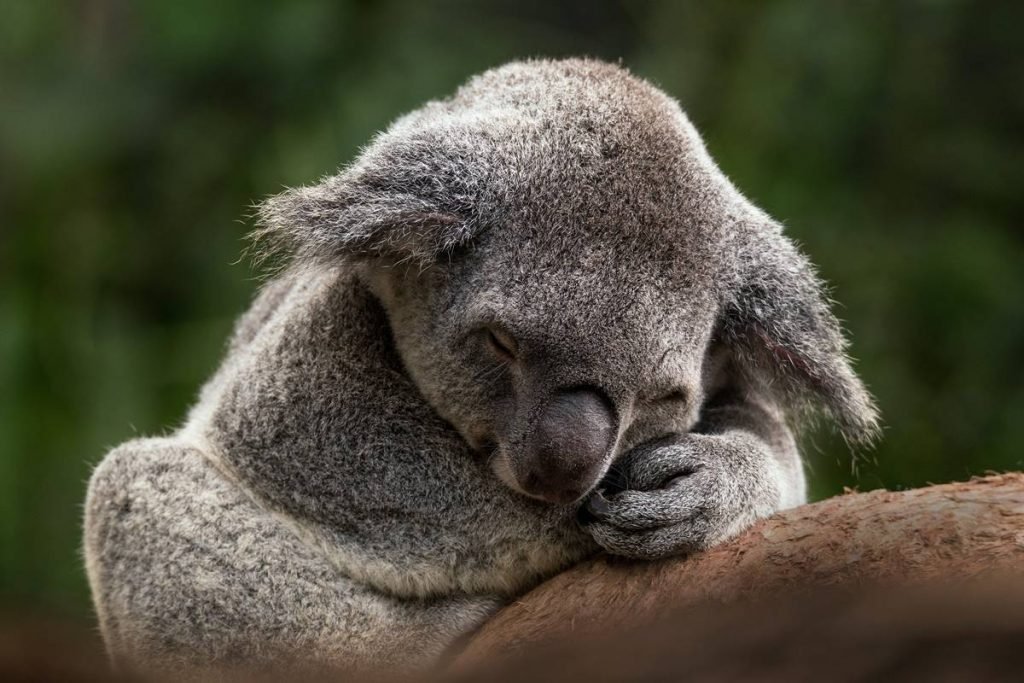 Austrália classifica coala como espécie ameaçada devido a desmatamento ...