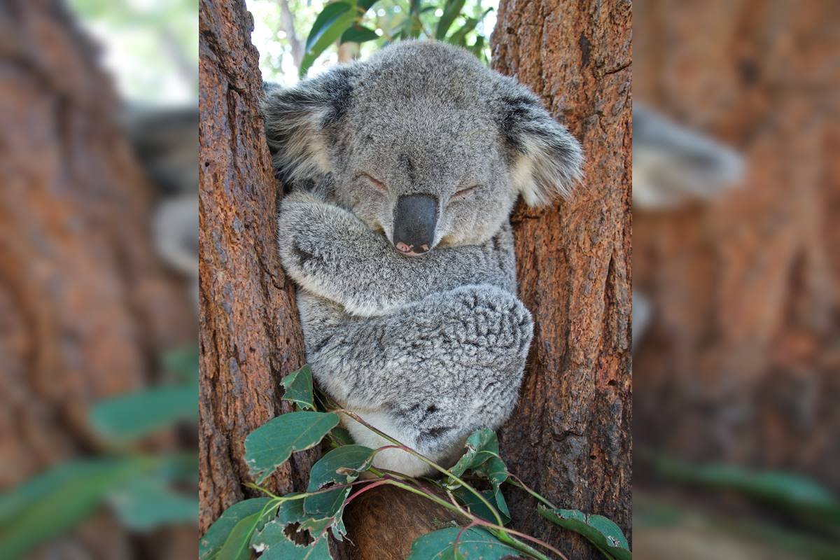 Austrália classifica coala como espécie ameaçada devido a desmatamento ...