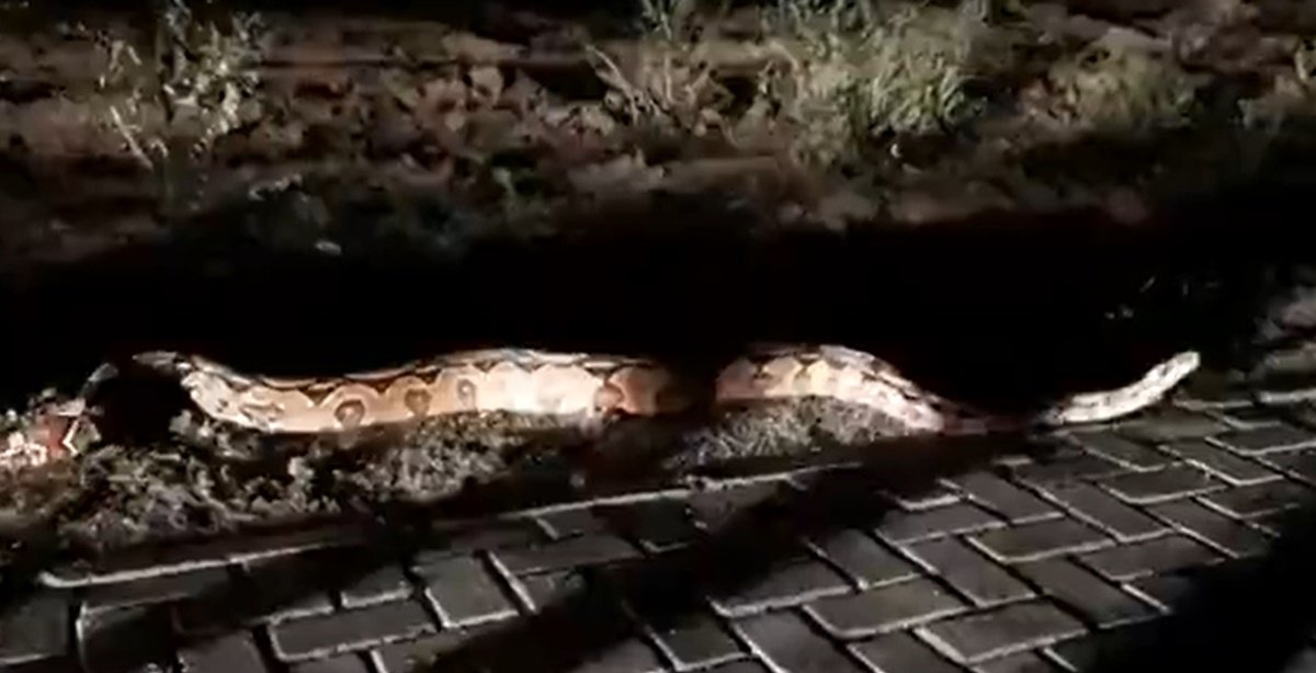 Jiboia que seria consumida como petisco é resgatada em Fortaleza ...