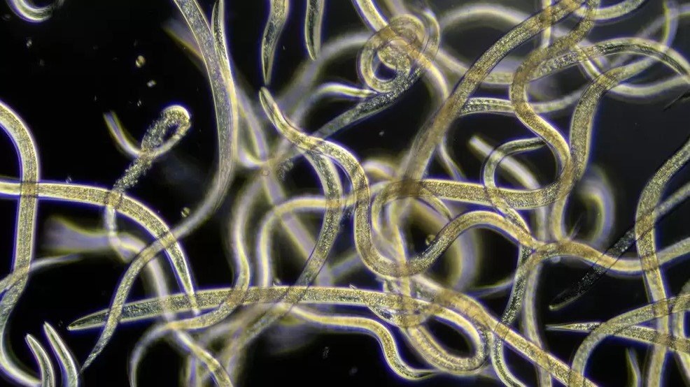 Vermes tomam decisões complexas com apenas 300 neurônios | Metrópoles