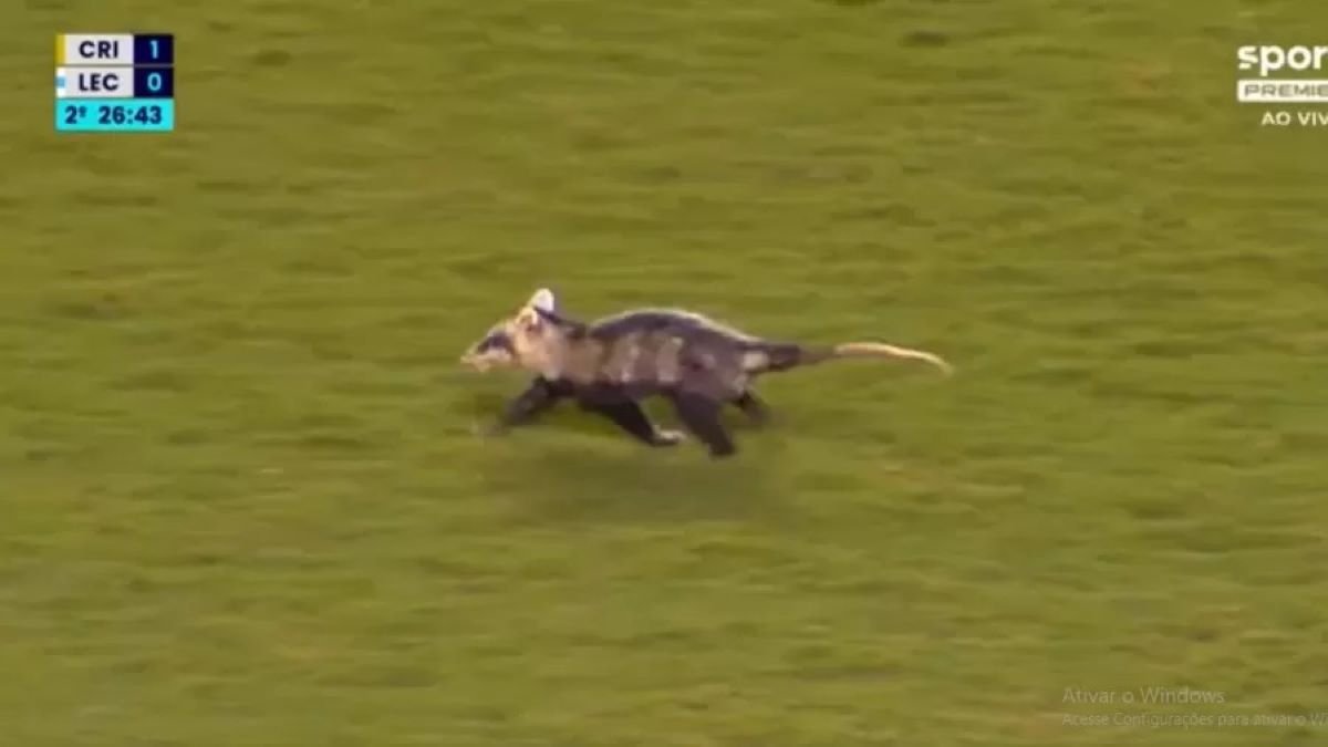 Gambá invade campo em partida da Série B e torcida vibra. Assista ...
