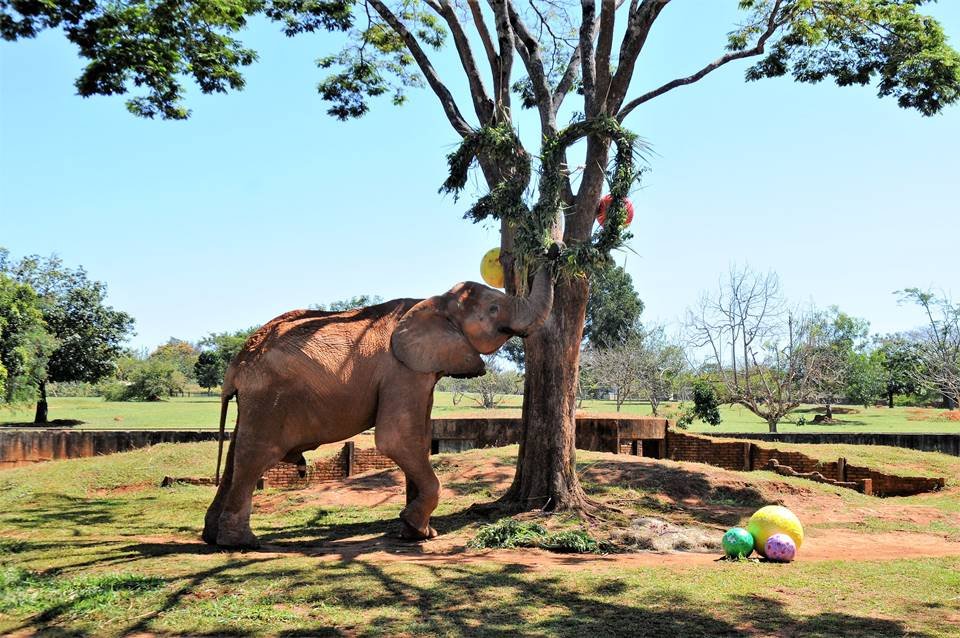 Zoológico de Brasília lança tour virtual em 360º. Veja como será ...