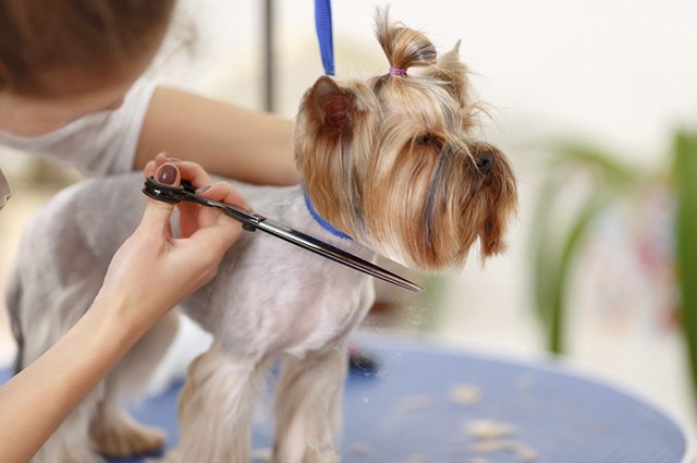 Curtinho ou ousado? 5 tipos diferentes de tosa para testar no seu pet ...