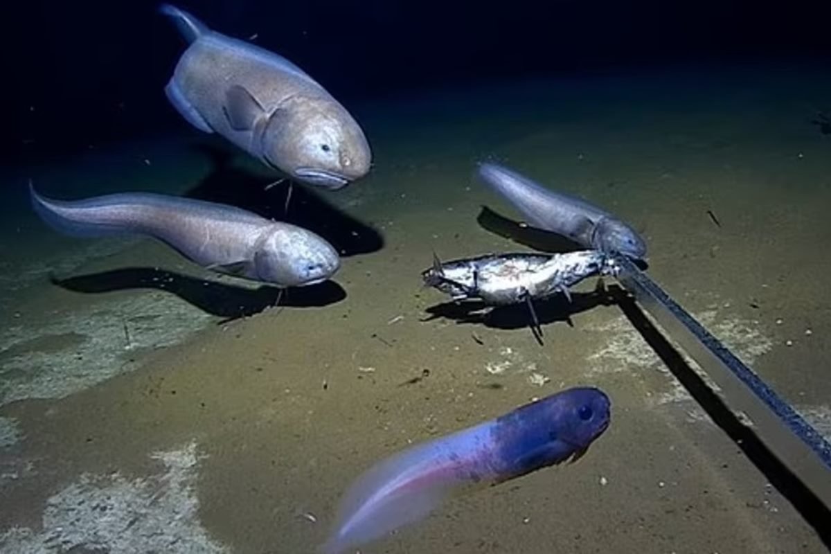Peixe que derrete e tem “a cara mais triste do mundo” é descoberto ...