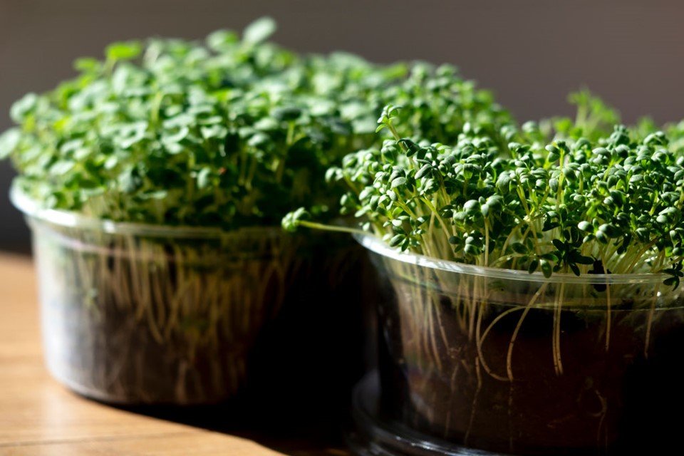 Saiba como os nutritivos microverdes podem fazer milagres para a saúde ...