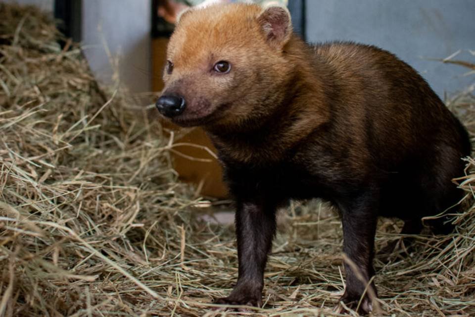 Zoo do DF acolhe cachorro-do-mato-vinagre, animal ameaçado de extinção ...