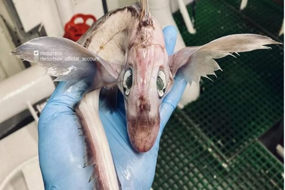 Olhos assustadores! Veja curiosidades sobre o “peixe-frankenstein ...