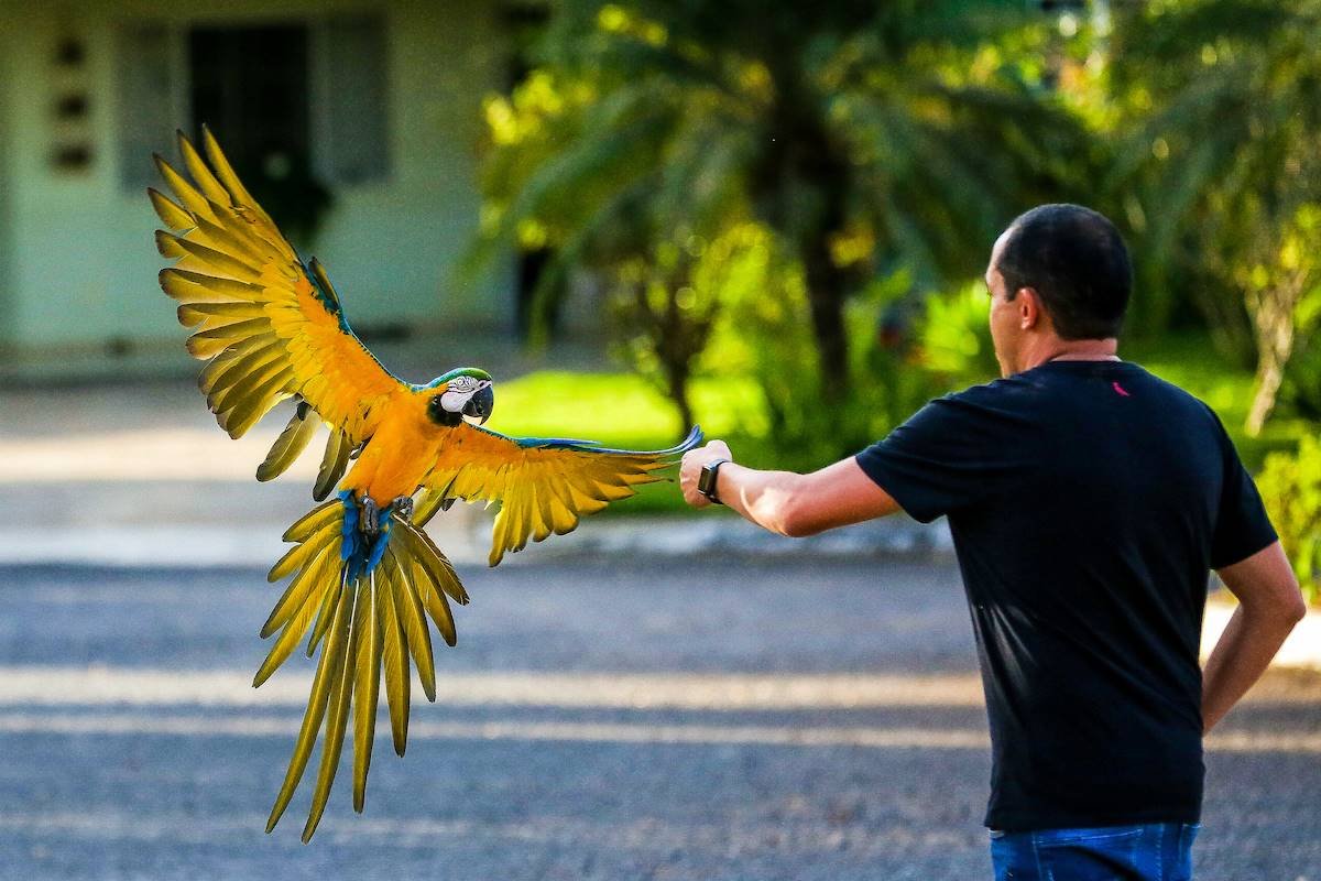 Conheça Rio, a arara que ficou famosa ao “pegar carona” com ciclista ...