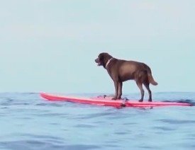 Tirando onda: labrador brasileiro é pentacampeão mundial de surf dog ...