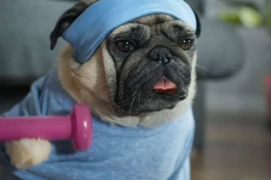 TRE-DF proíbe propaganda de Leandro Grass com cães falantes | Metrópoles