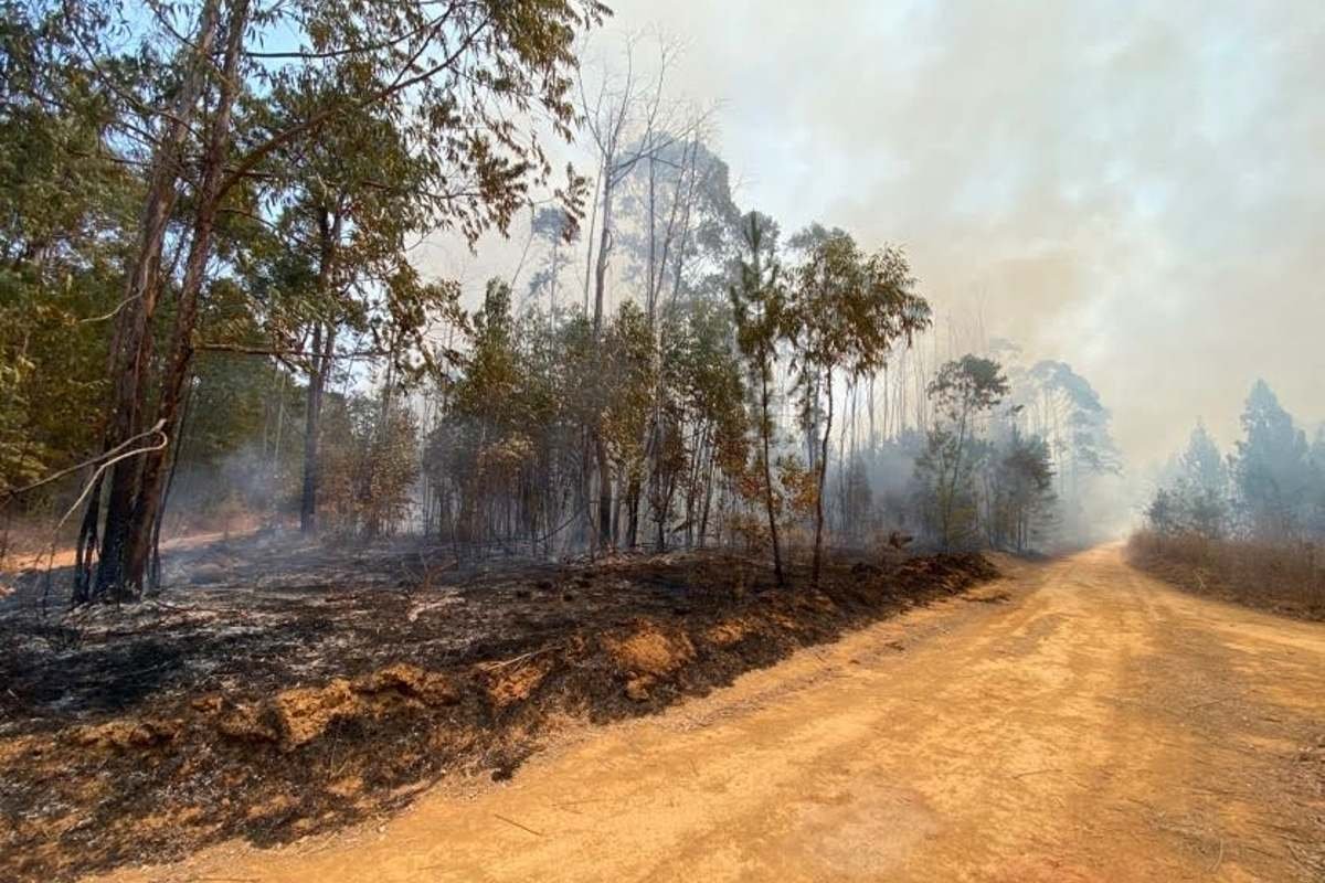 Combate a incêndio no Parque Nacional de Brasília é retomado nesta 6ª ...