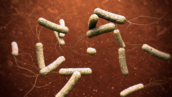 Haiti registra sete mortes por cólera e teme nova epidemia da bactéria ...