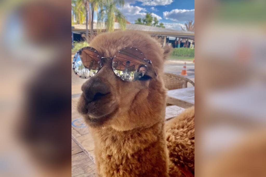Conheça George, a alpaca do DF que faz sucesso nas redes sociais ...