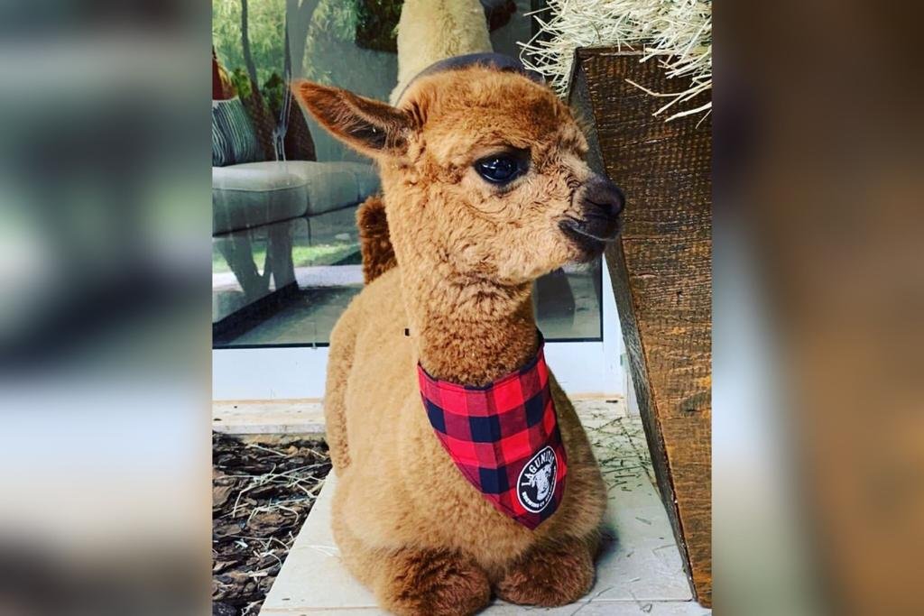 Conheça George, a alpaca do DF que faz sucesso nas redes sociais ...