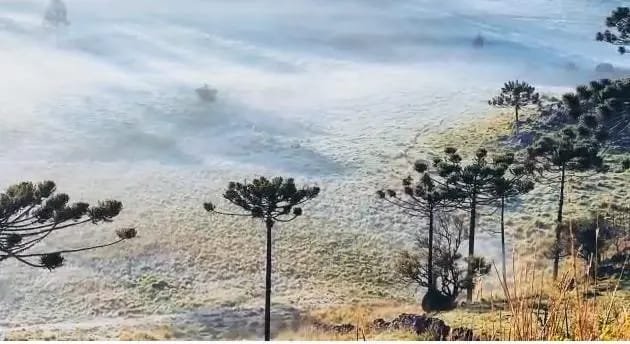 Vídeo: geada volta a cobrir campos na Serra de SC em plena primavera ...