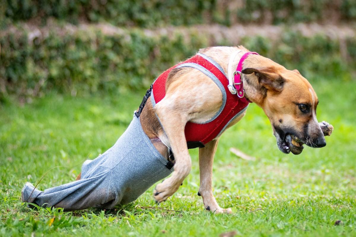 Deficiência como sentença: cães esperam há anos por adoção no DF ...