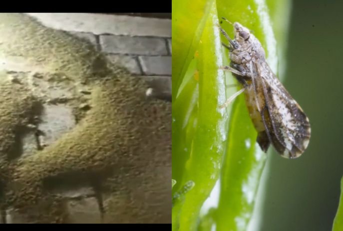 Nuvem de insetos invade cidade e assusta moradores no interior da PB ...