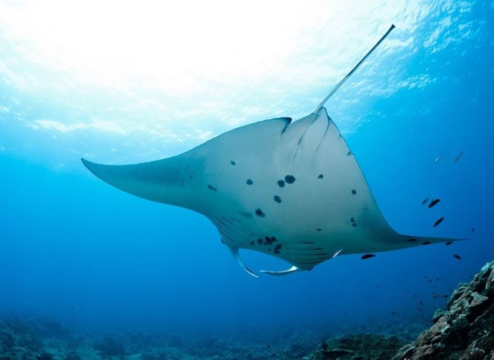 Cientistas descobrem nova população de arraias gigantes | Metrópoles